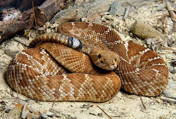 Animales Peligrosos: La serpiente cascabel el animal terrestre mas venenoso